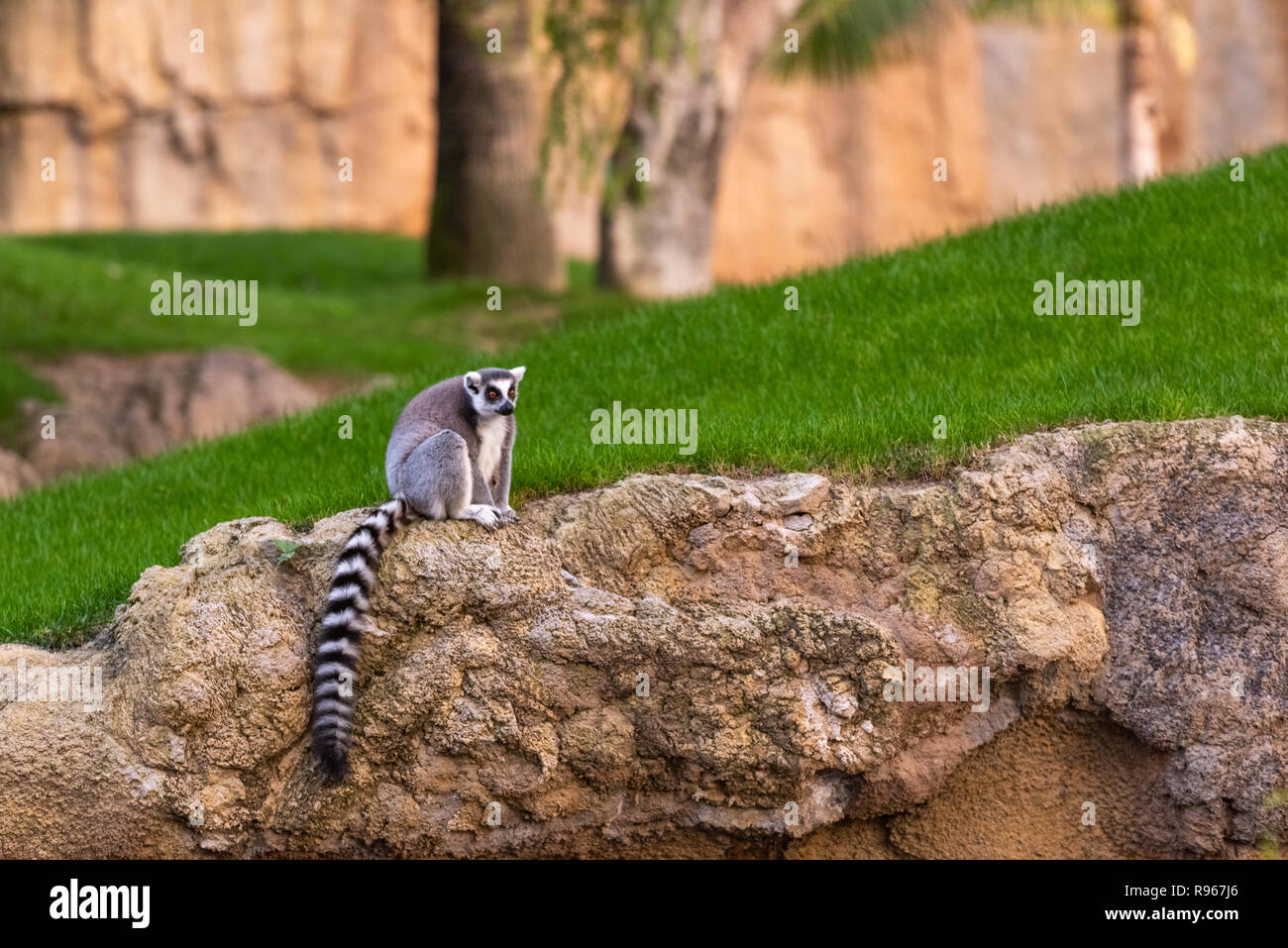 African wild animals in a zoo Stock Photo - Alamy