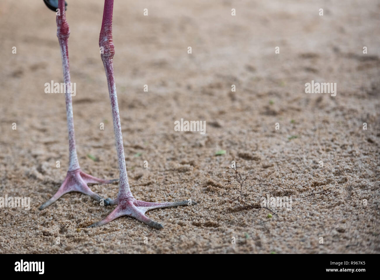 Legs of waders, mycteria ibis, walking on the sand of a beach leaving ...