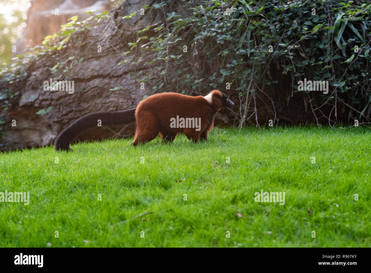 Red ruffed lemur , Varecia rubra Stock Photo - Alamy