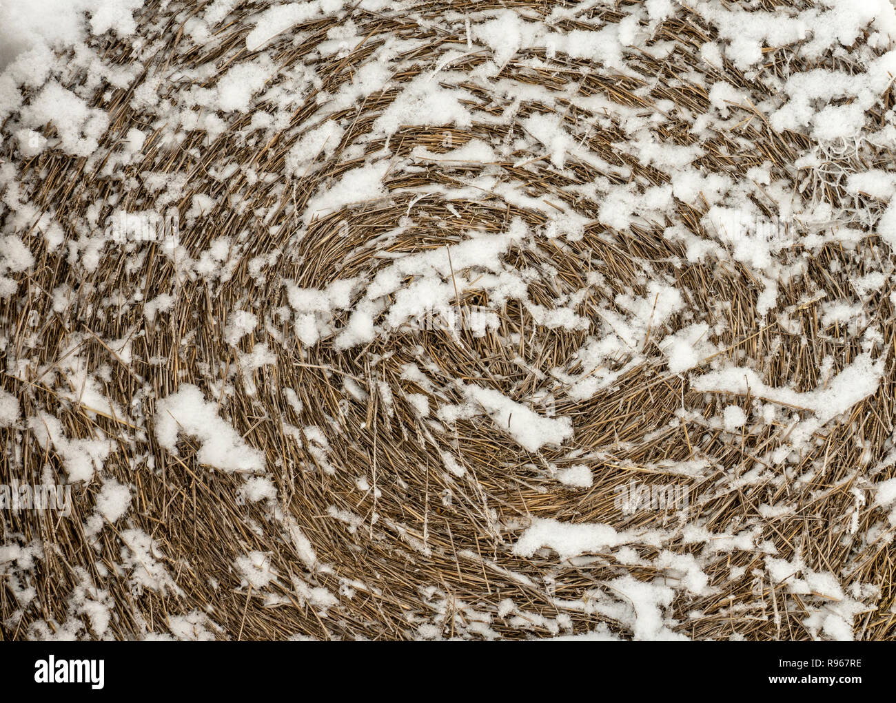 Round straw bale in snow, background Stock Photo - Alamy