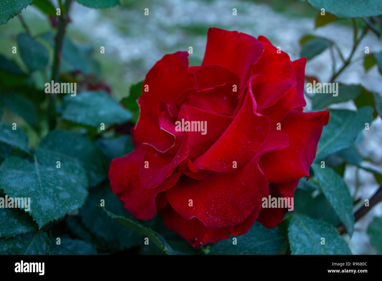 Red rose with nature background Stock Photo - Alamy