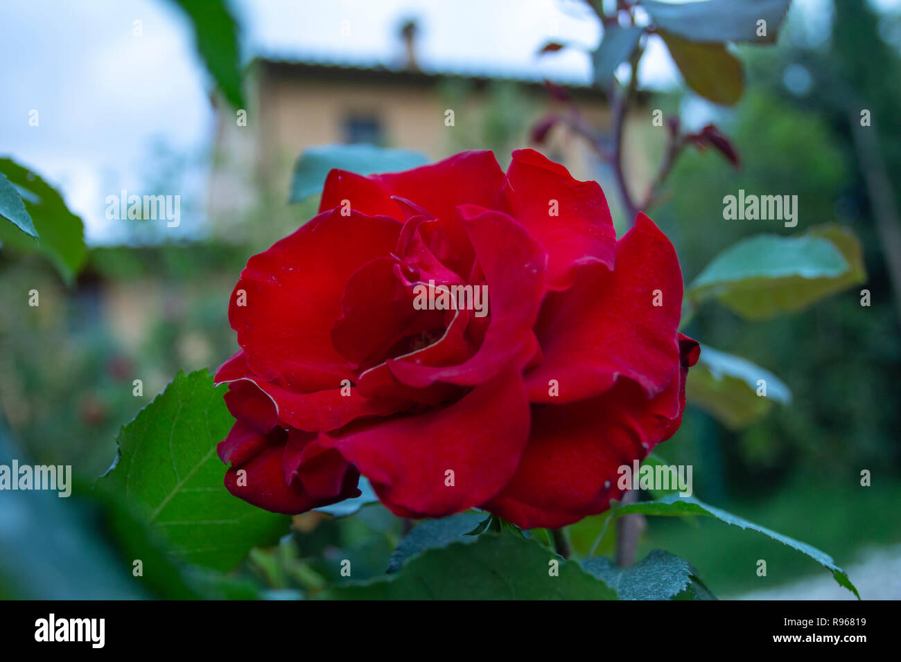 Red rose with nature background Stock Photo - Alamy