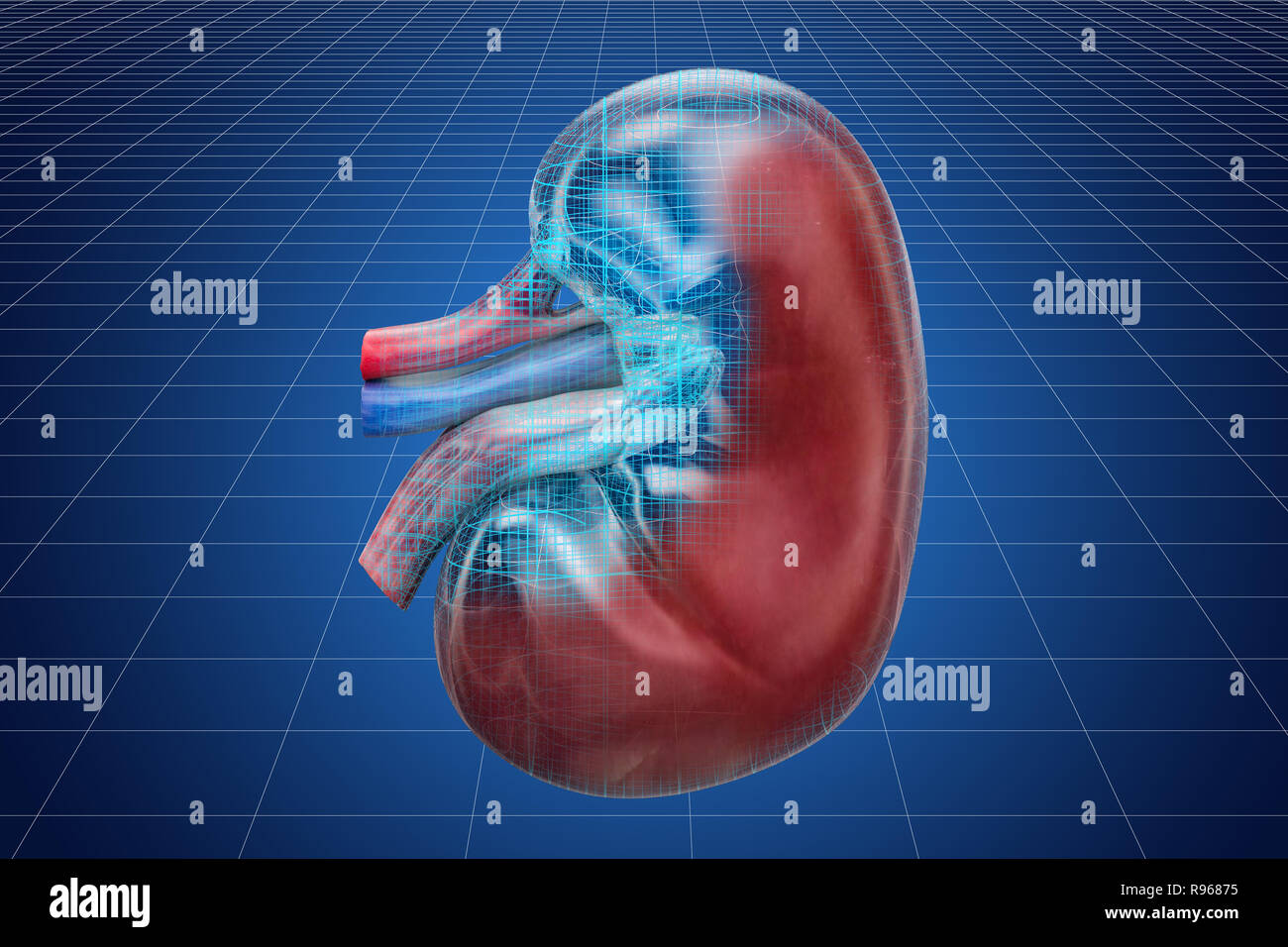 Human kidney hi-res stock photography and images - Alamy