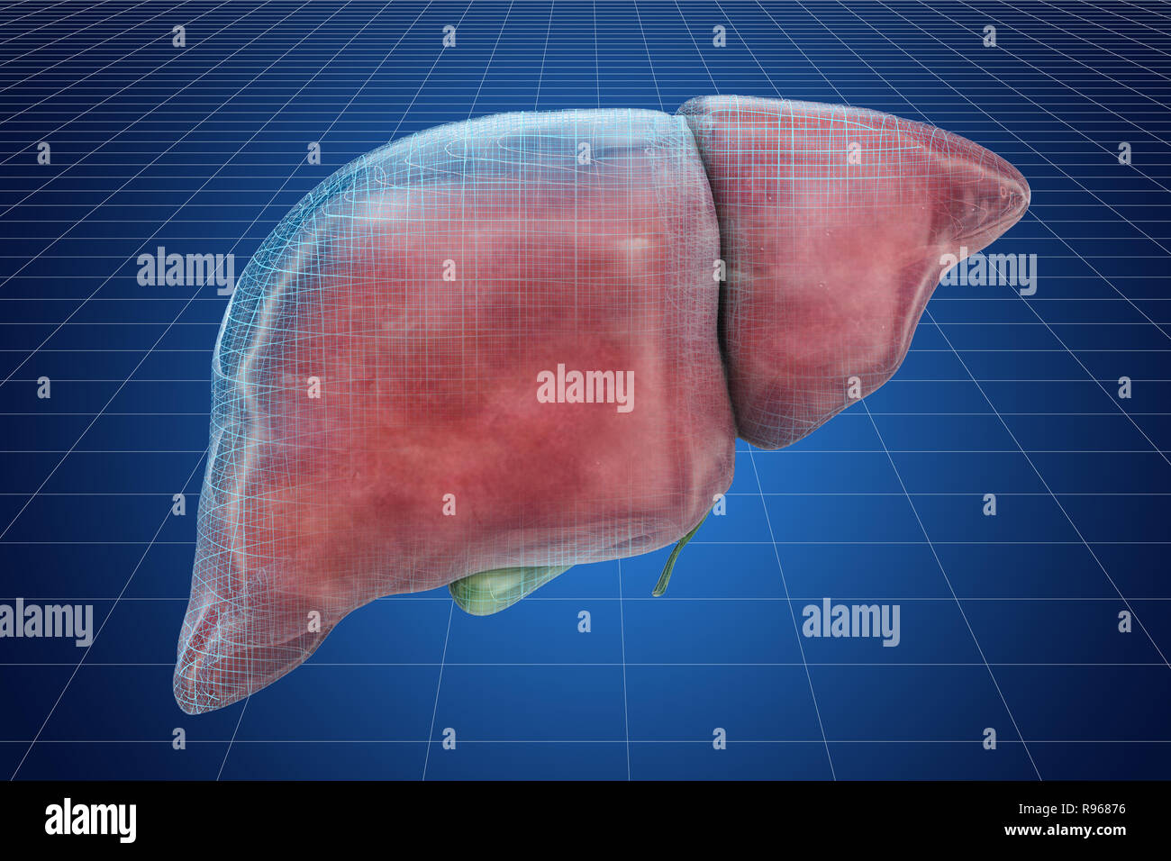 Visualization 3d cad model of human liver, 3D rendering Stock Photo - Alamy