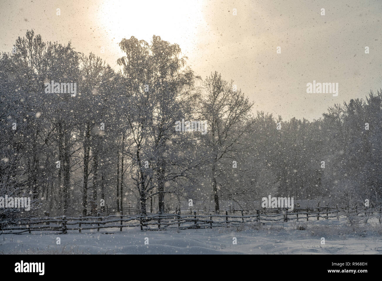 winter landscape during heavy snowfall Stock Photo - Alamy
