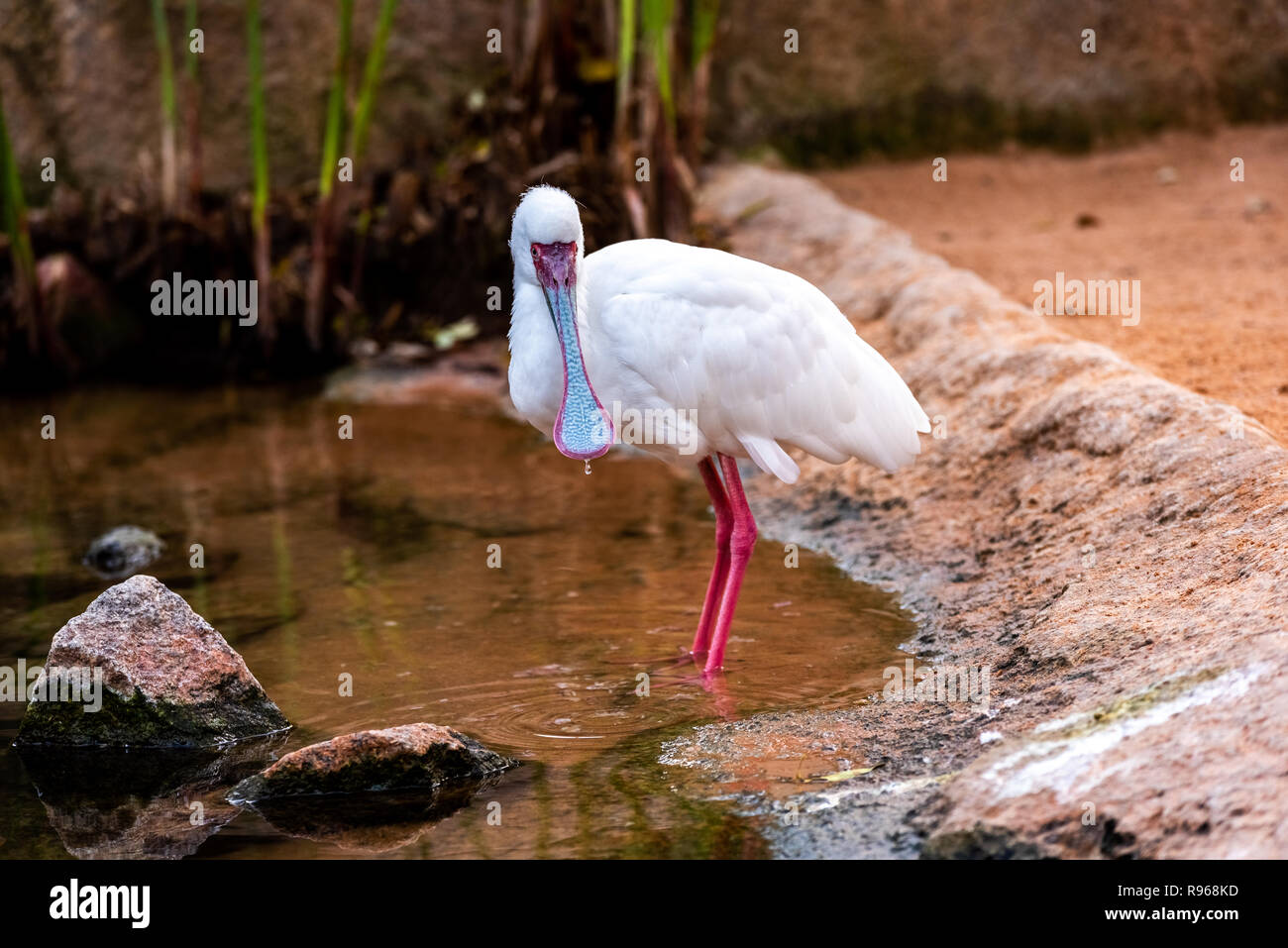 African spatula, platalea alba, looking for food in a pond Stock Photo ...