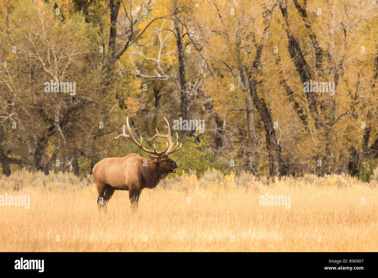 Herd Bull II Stock Photo - Alamy