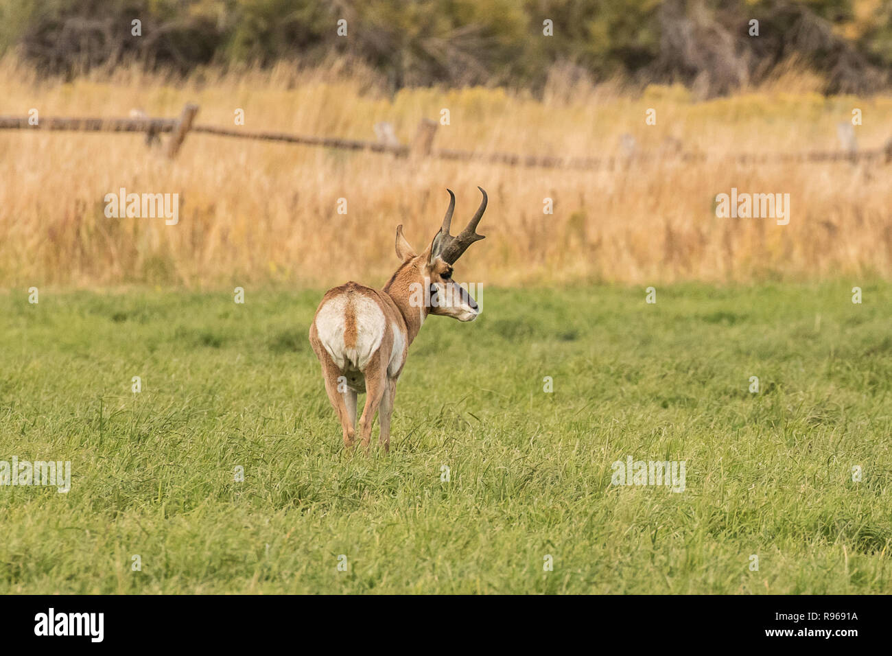 Pronghorn antelope fence hi-res stock photography and images - Alamy