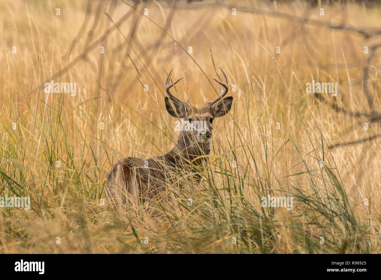 Fall whitetail buck hi-res stock photography and images - Alamy