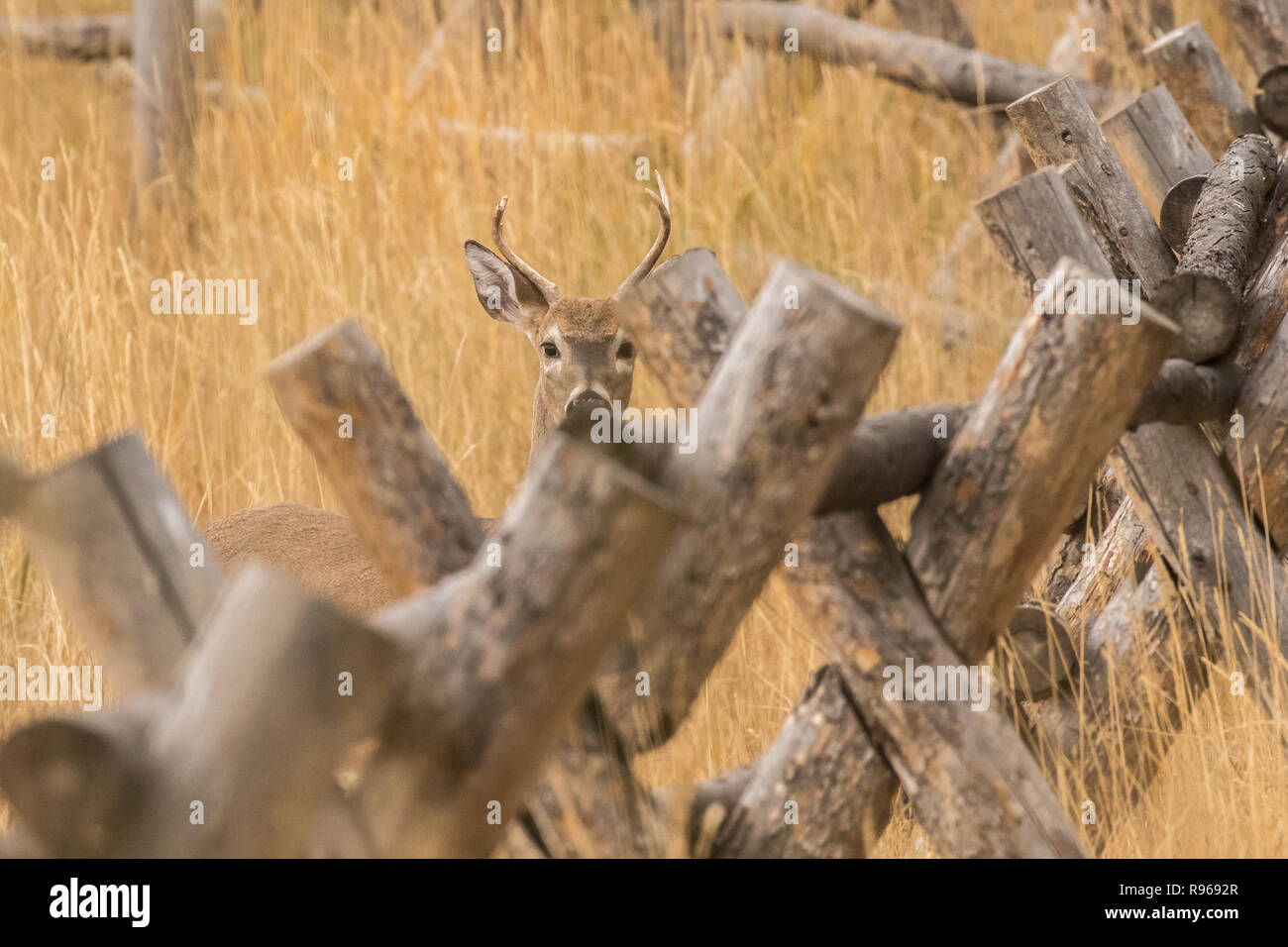 Jack log fence hi-res stock photography and images - Alamy