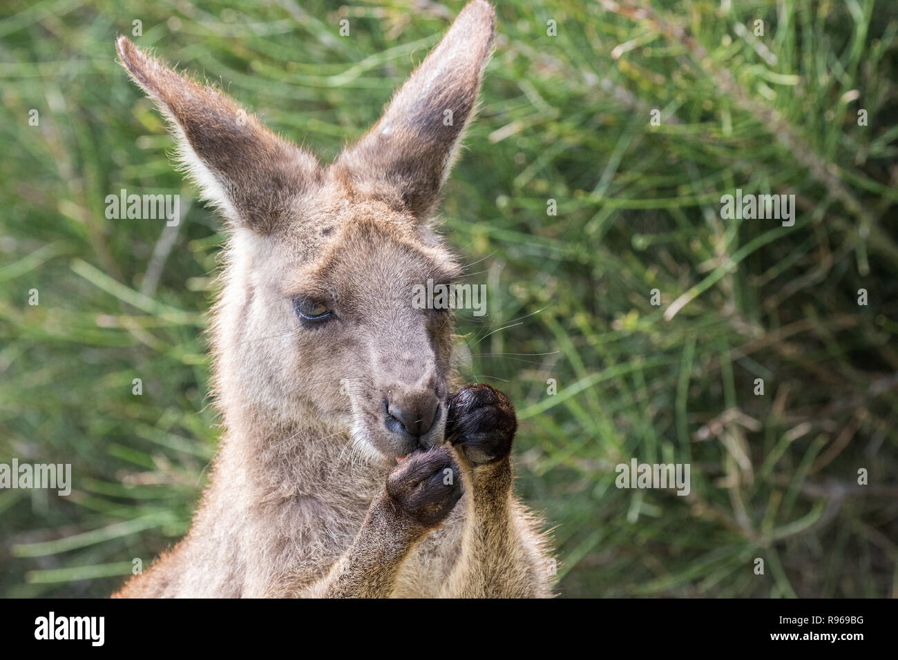Kangaroo Hands