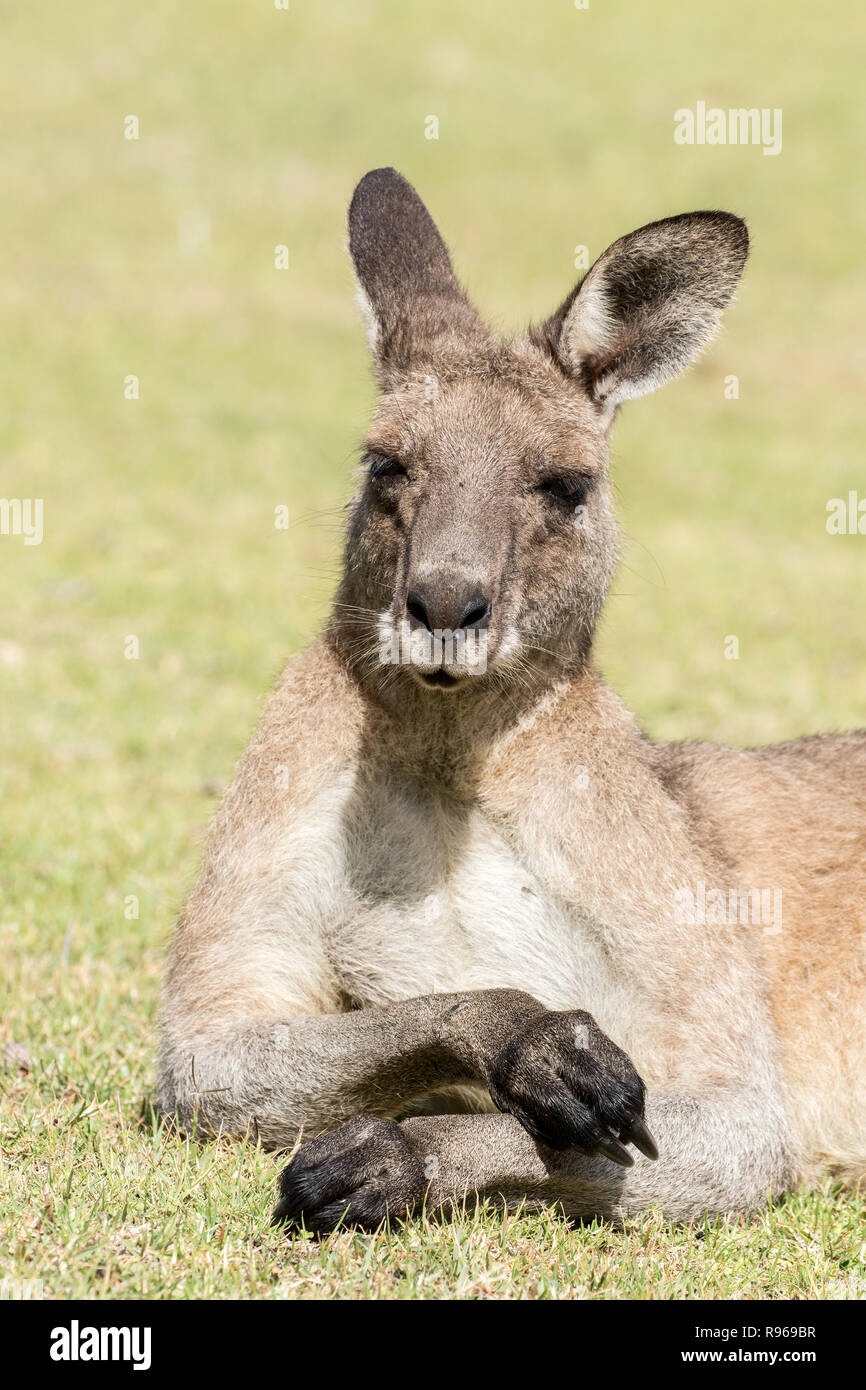 Eastern Grey Kangaroo Stock Photo - Alamy