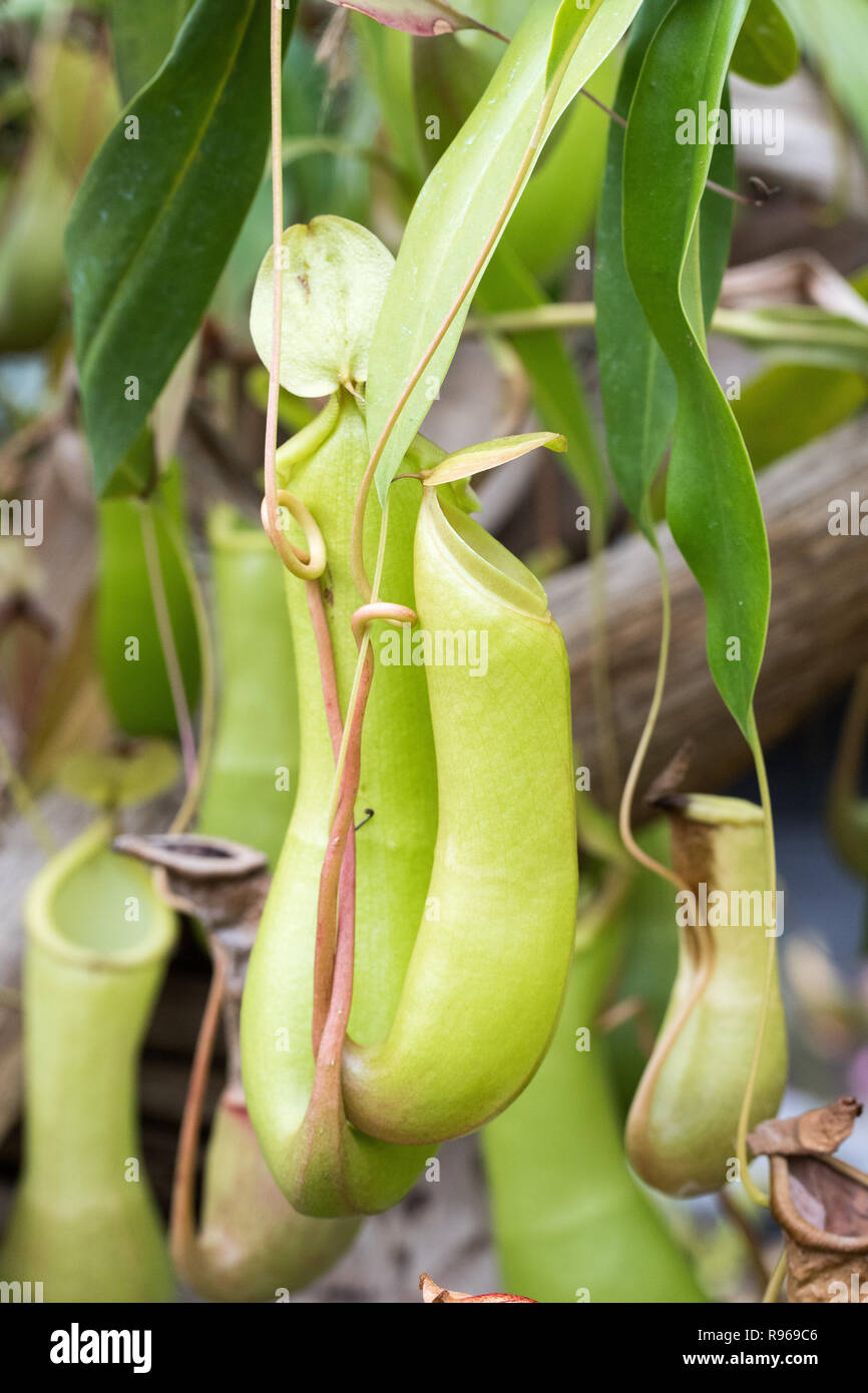 Modified leaves hi-res stock photography and images - Alamy