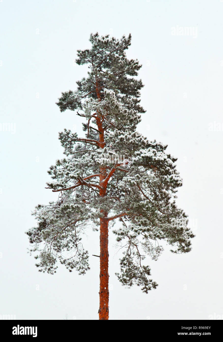 Tree stock photography hi-res stock photography and images - Alamy
