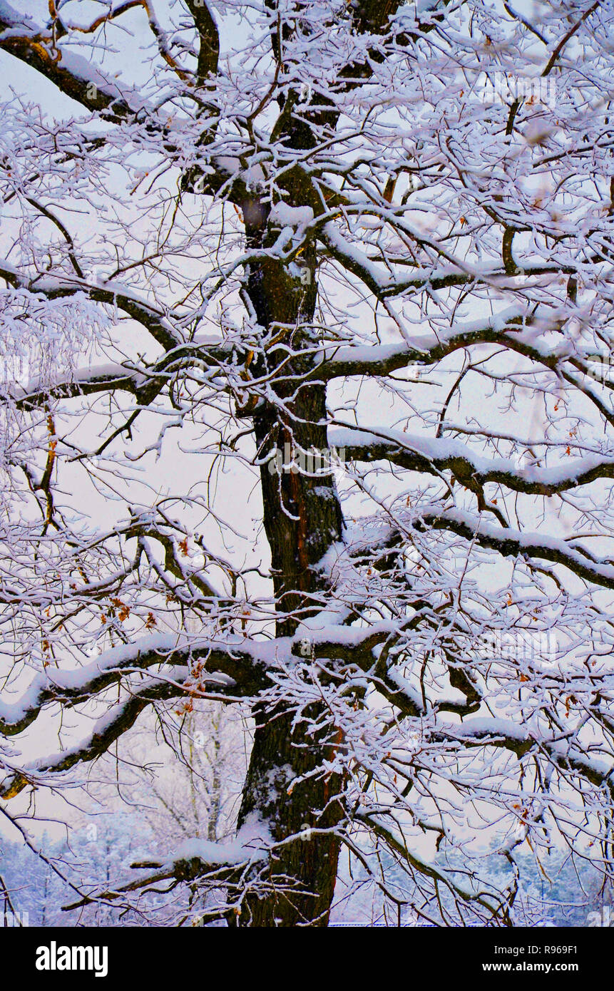 Stock image. Trunk of oak tree in rime ice. Winter image Stock Photo ...