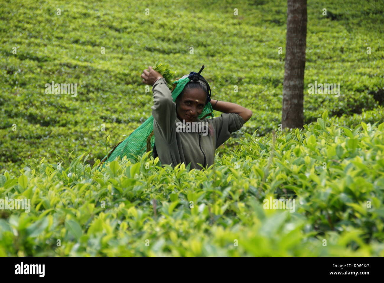 Tea plantation worker Stock Photo - Alamy