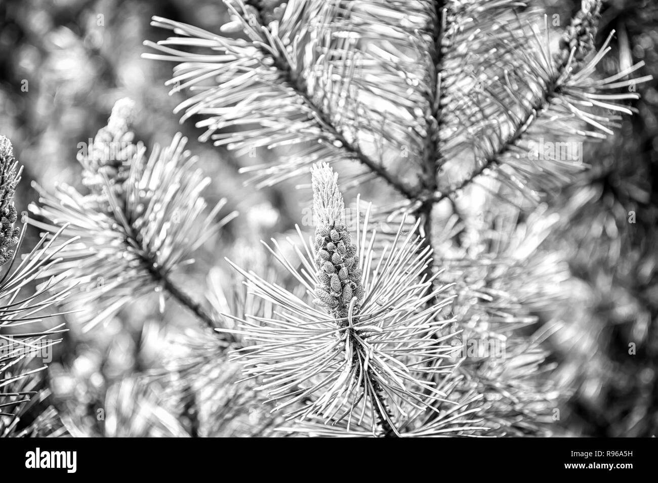 Pine cone and green needles on fir tree in krakow, poland. Christmas ...
