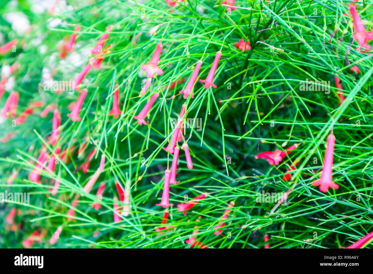 Fountainbush, Firecracker plant, Coral plant,Coralblow, Fountain plant ...