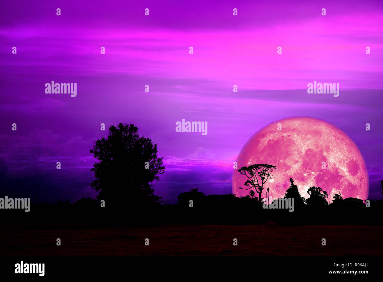 full pink moon back over silhouette branch tree in field on evening sky ...