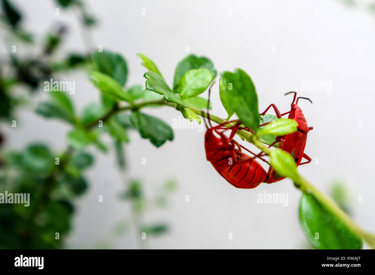 Giant red bug insects is climbing flowers of blooming weeds. After the ...