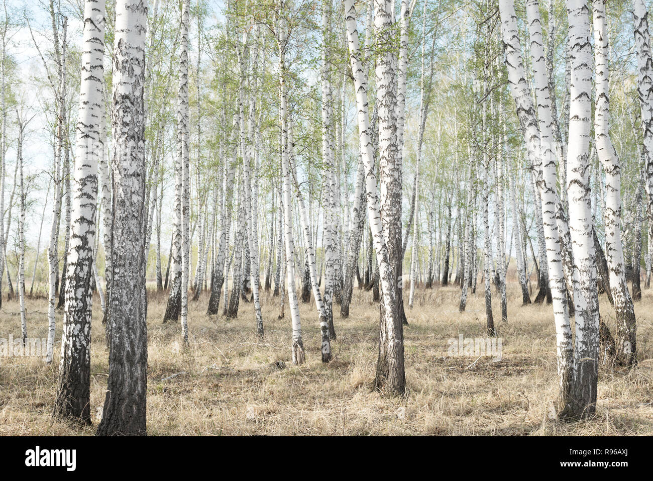 Spring birch forest Stock Photo - Alamy