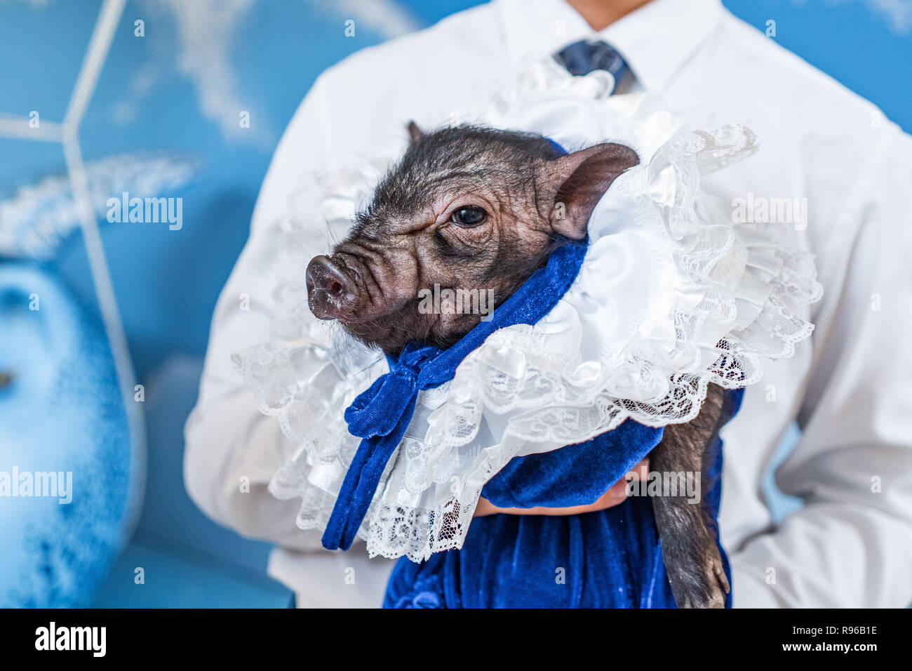 Christmas and new year story about mini pig. The symbol of the pig in ...