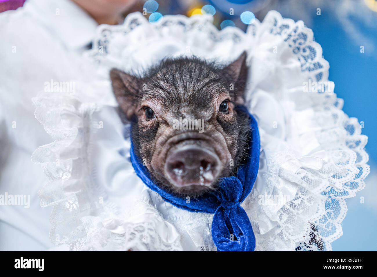 Christmas and new year story about mini pig. The symbol of the pig in ...
