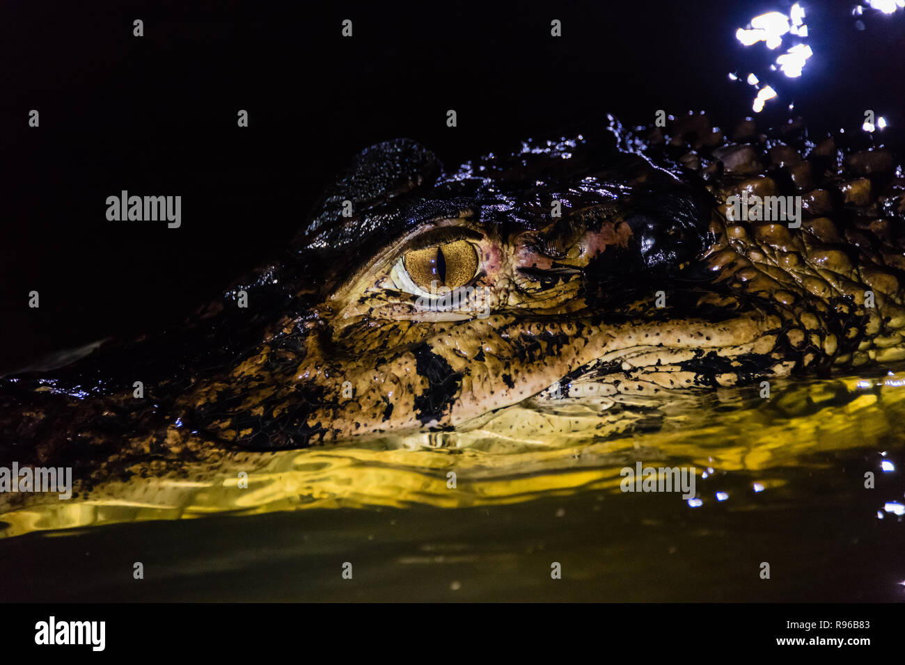 Amazon rainforest caiman hi-res stock photography and images - Alamy