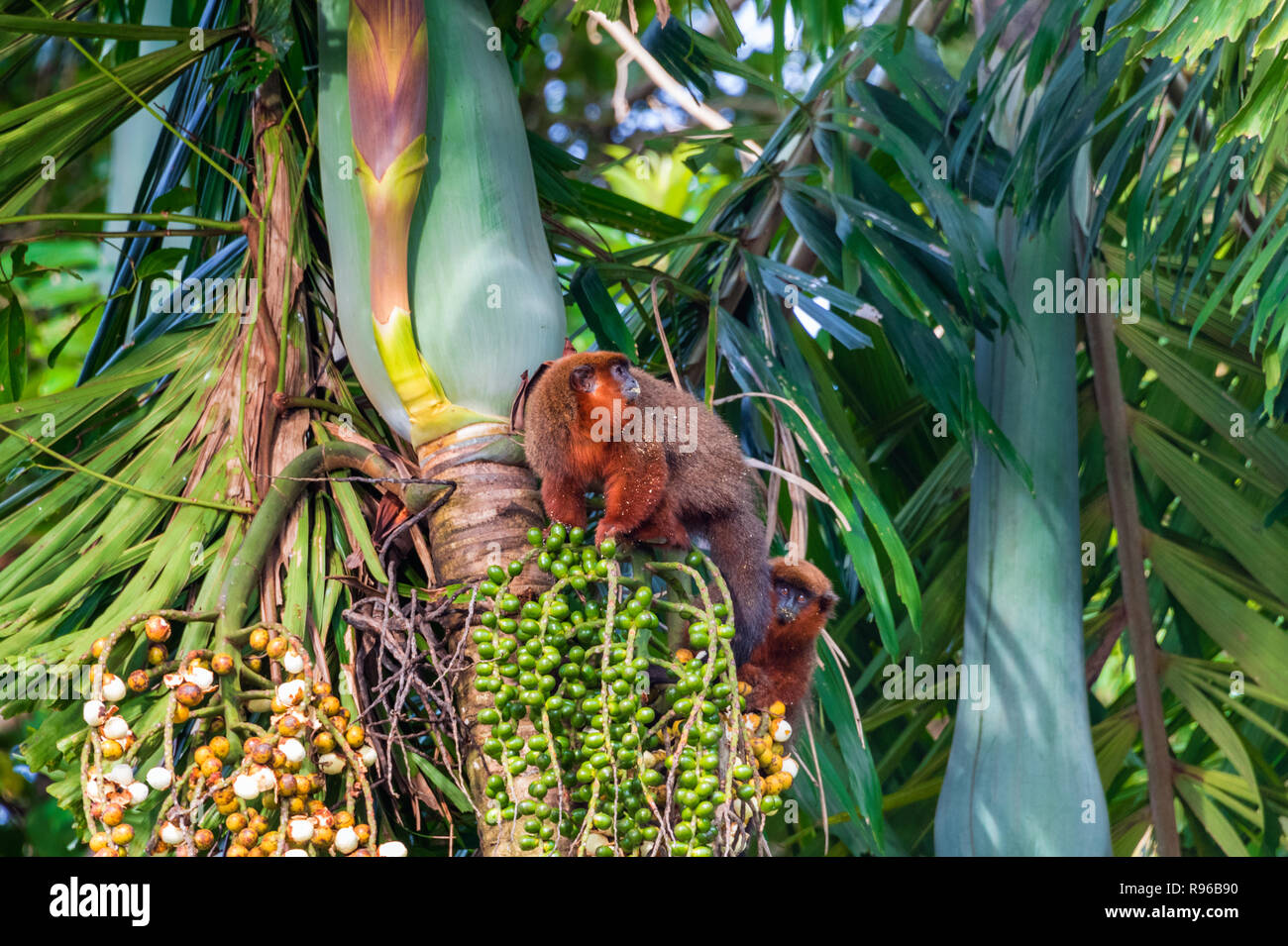 Howler monkey amazon hi-res stock photography and images - Alamy