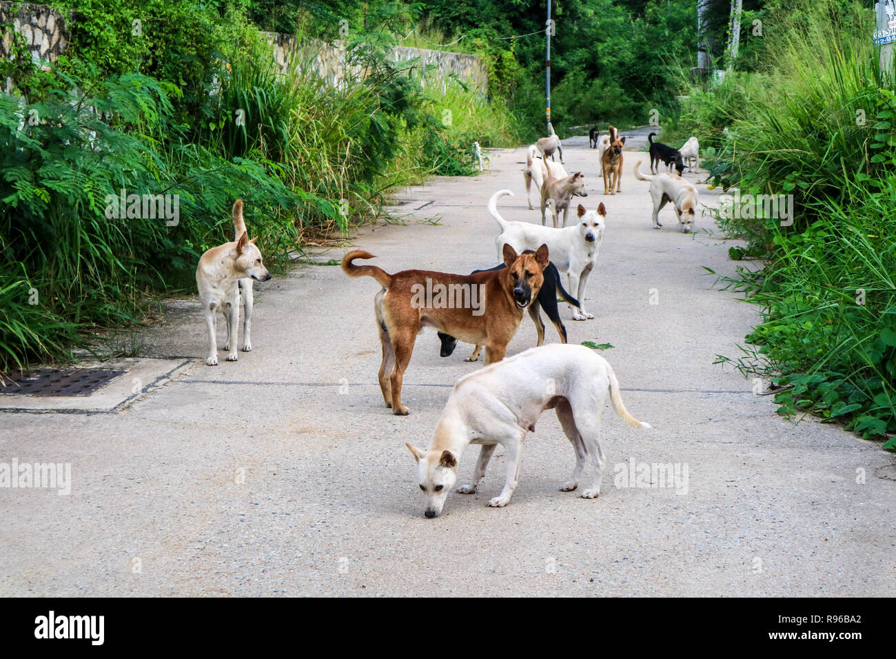 Many stray dogs hi-res stock photography and images - Alamy