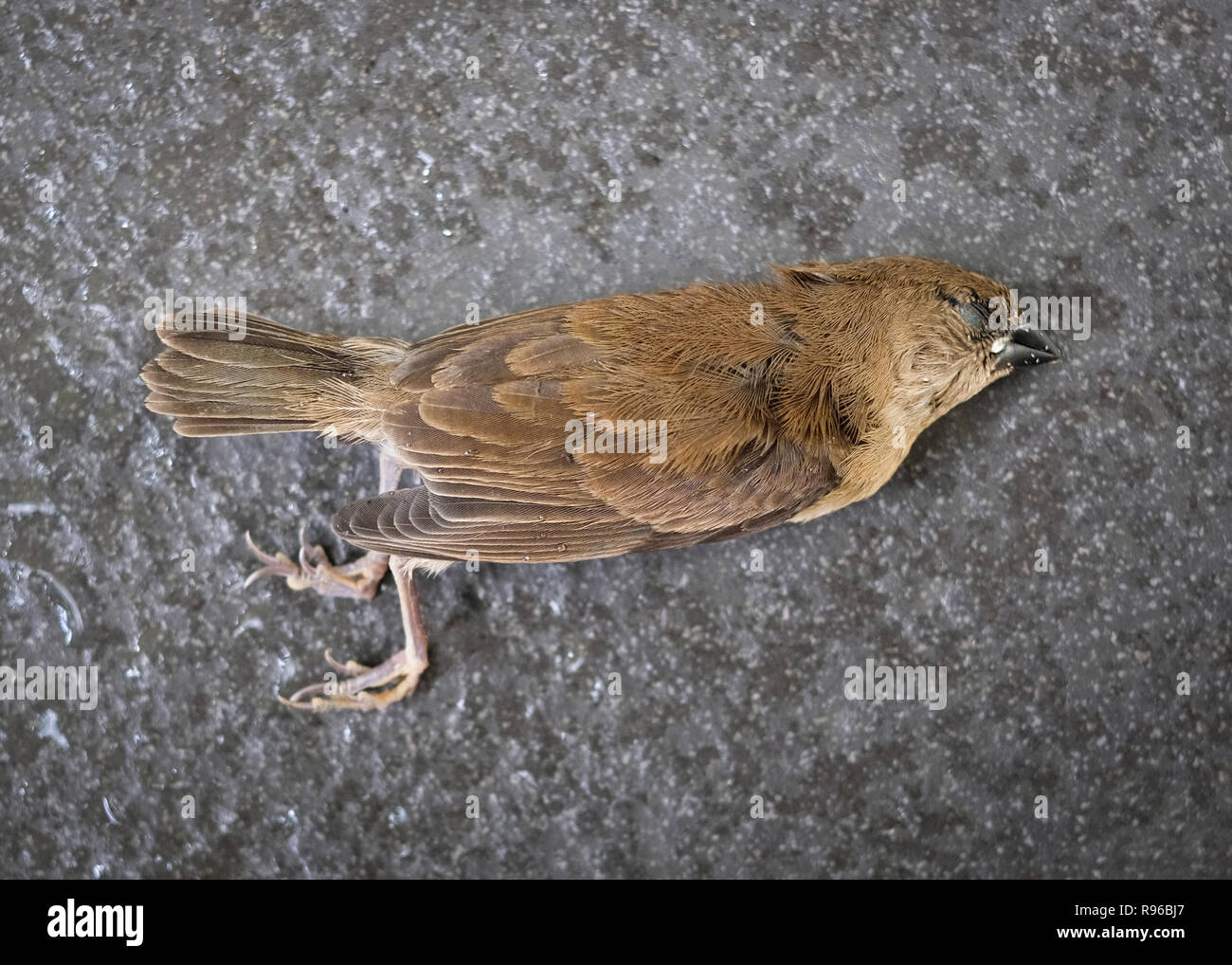 Fallen bird on dark concrete floor background Stock Photo - Alamy