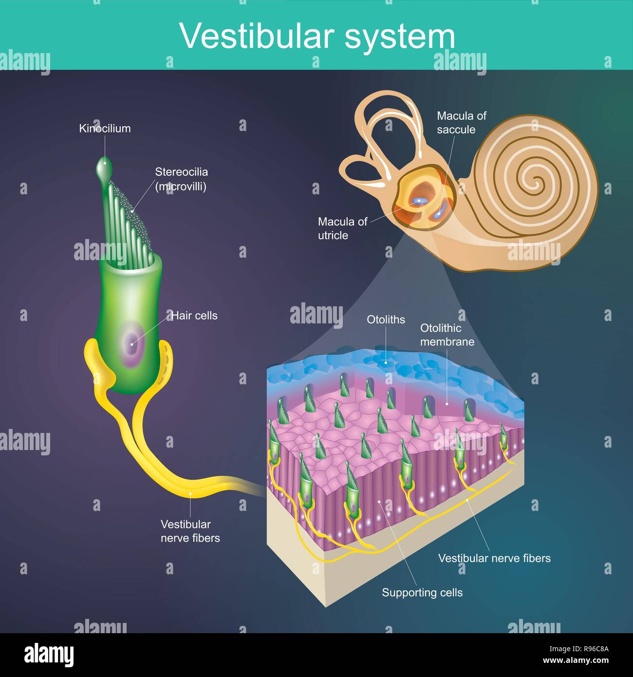 Diagram Of Vestibular System Vestibular System Diagram