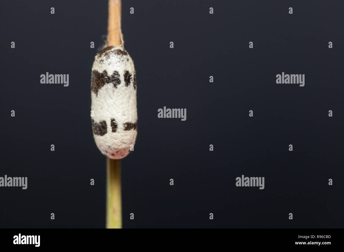 Parasitoid wasp pupae Stock Photo - Alamy