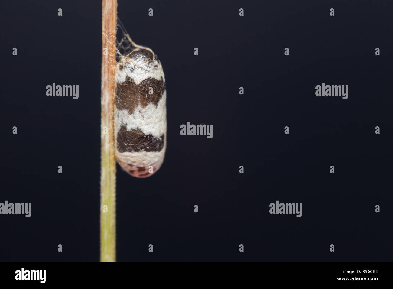 Wasp pupae hi-res stock photography and images - Alamy