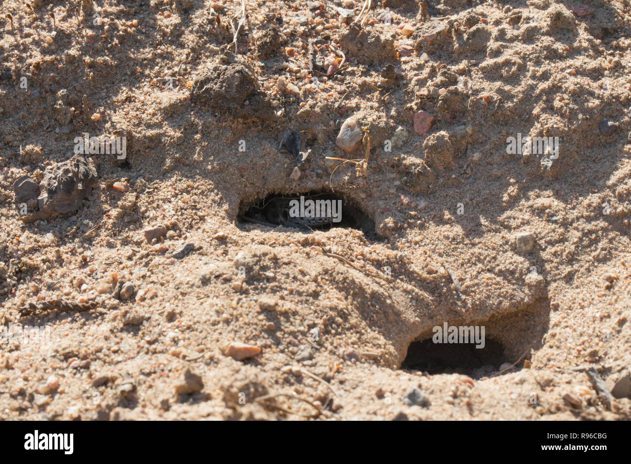 Sand lizard female in a egg-laying burrow Stock Photo - Alamy