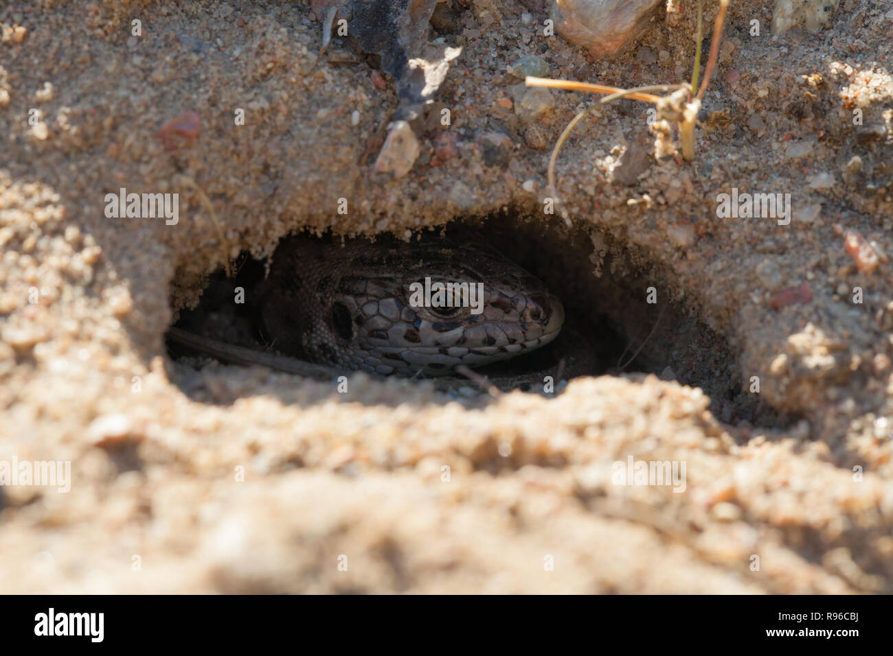 Sand lizard female in a egg-laying burrow Stock Photo - Alamy
