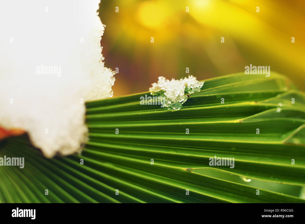 Frosty palm leaf hi-res stock photography and images - Alamy