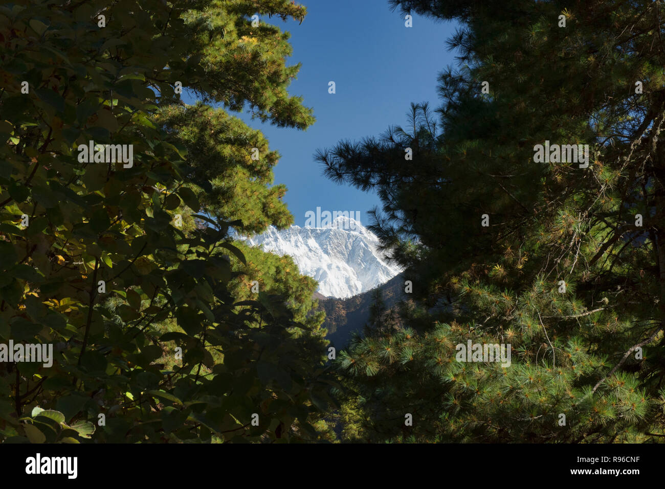Mount Everest glimpsed through the trees, Khumbu, Nepal Stock Photo - Alamy