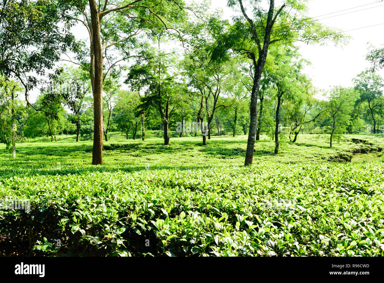 Tea plantation in Asam India. Landscape of the tea plantations. Tea ...