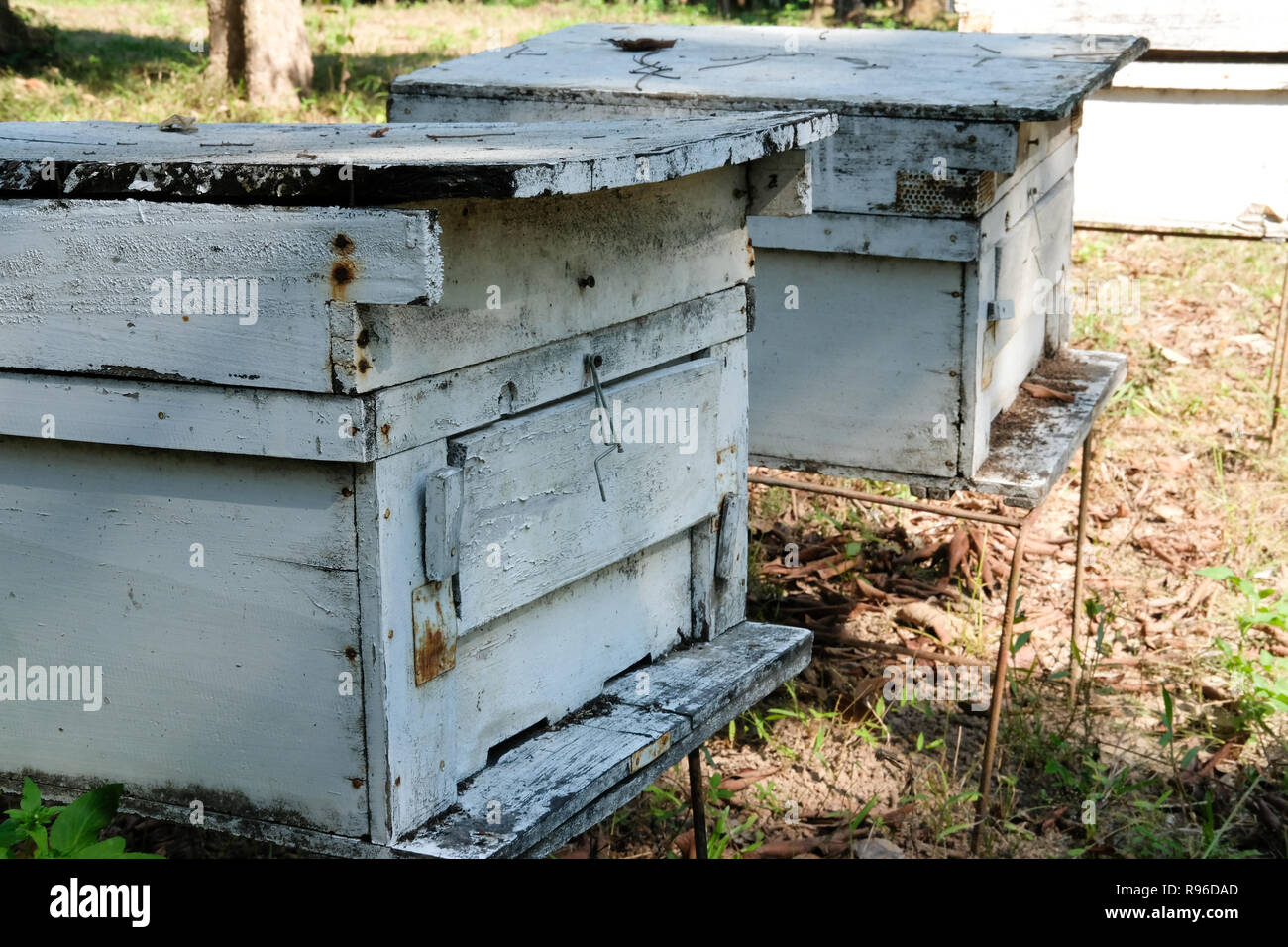 formation of new bee family colonies in beekeeper apiary. beehive ...