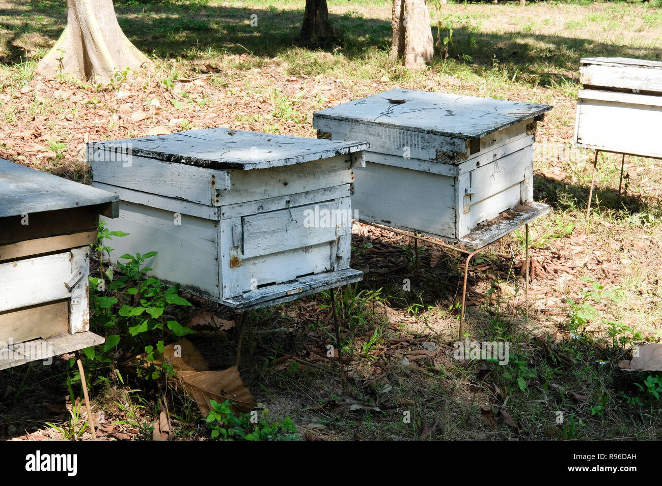 formation of new bee family colonies in beekeeper apiary. beehive ...