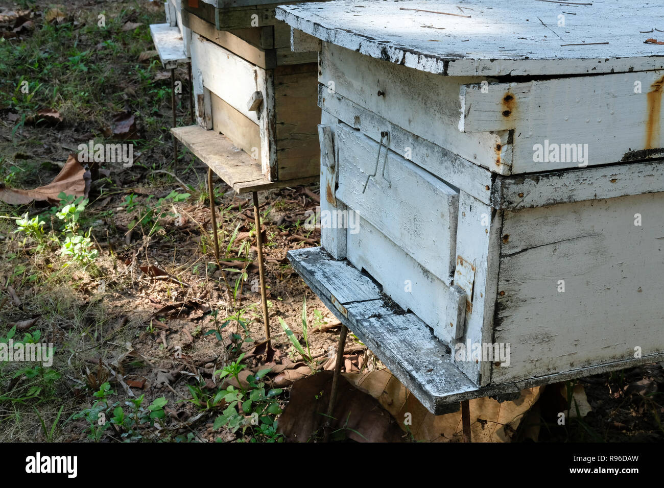 formation of new bee family colonies in beekeeper apiary. beehive ...