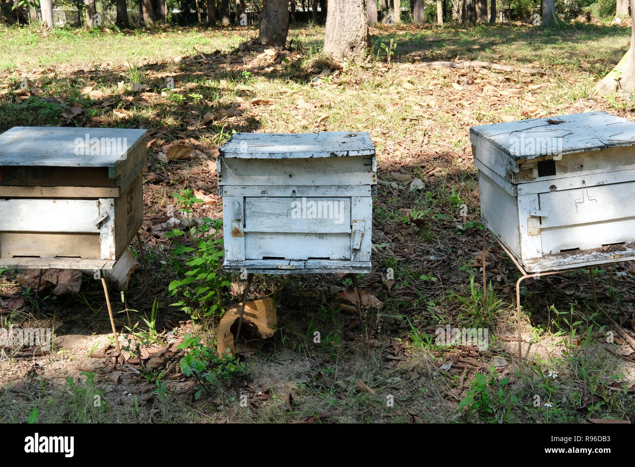 formation of new bee family colonies in beekeeper apiary. beehive ...