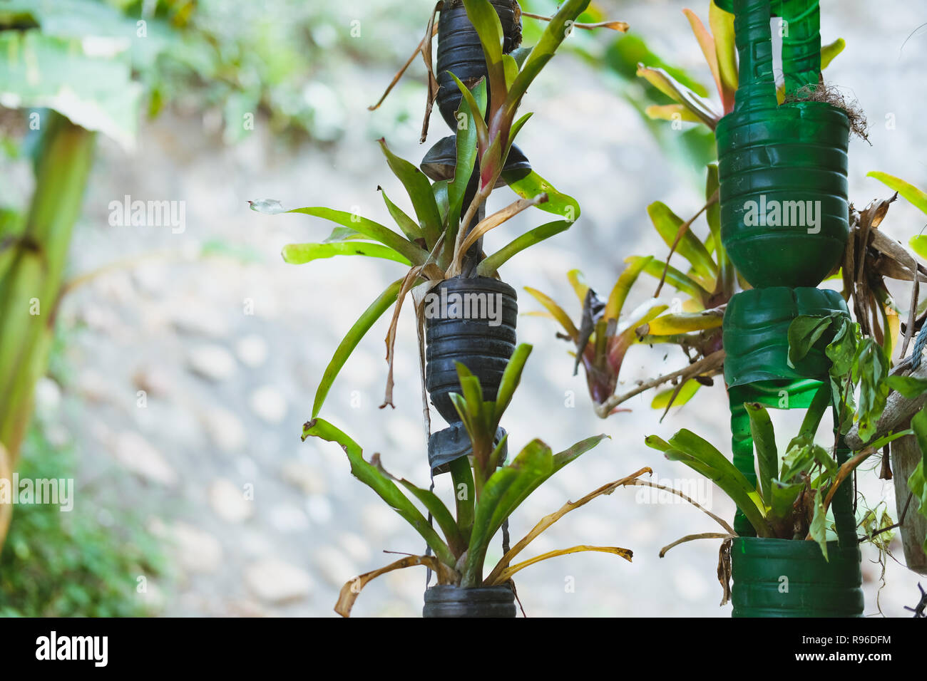 plant growing vertically in recycled plastic bottle. vertical garden ...