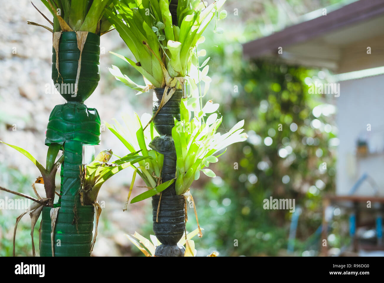 plant growing vertically in recycled plastic bottle. vertical garden ...