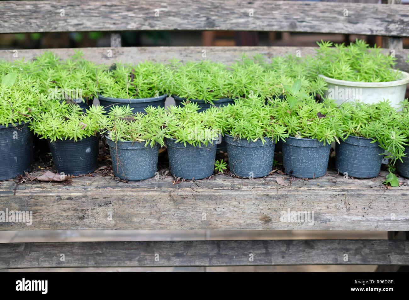 Golden Sedum Ground Cover Moss