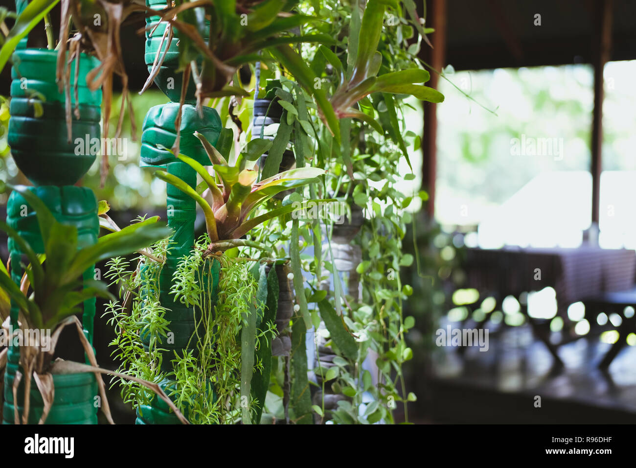 plant growing vertically in recycled plastic bottle. vertical garden ...