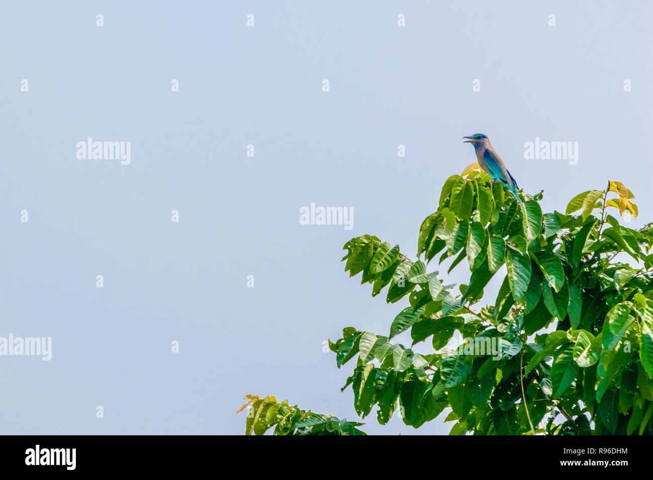 Bird on sitting on tree branch isolated. Wild himalayan cherry bird on ...