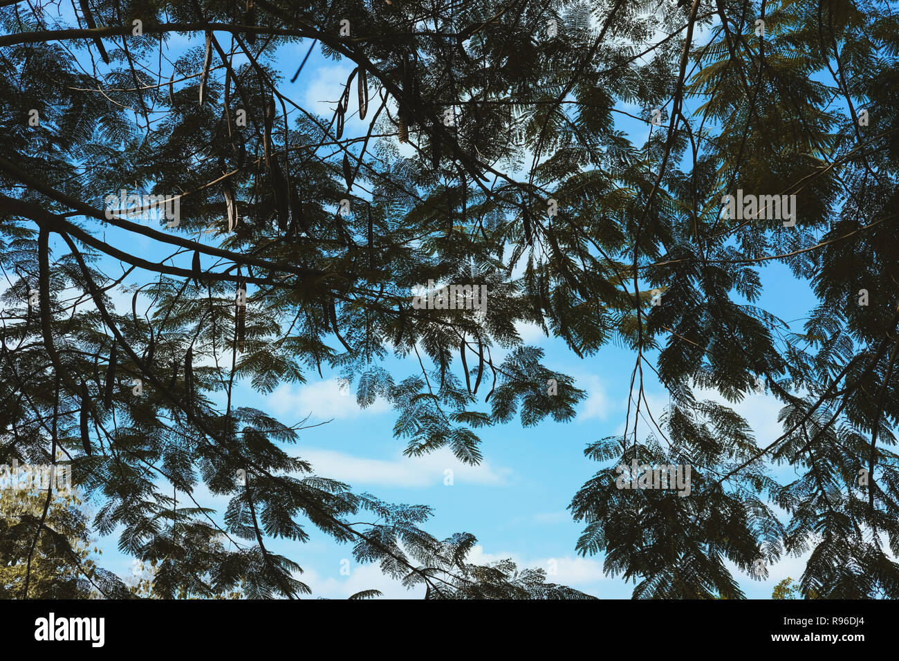 tree leaves texture. tropical leaf background abstract Stock Photo - Alamy