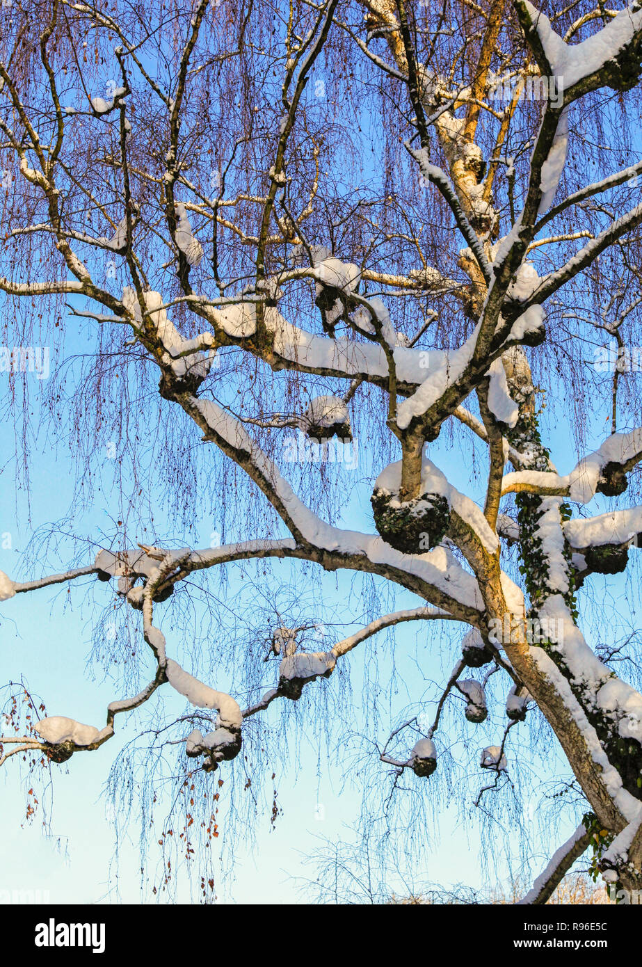 Snow on branches of tree Stock Photo - Alamy